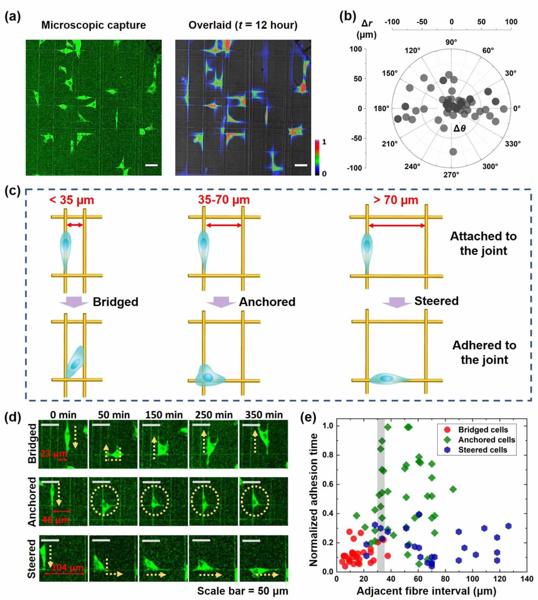 Cancer cell migration on straight, wavy, loop and grid microfibre ...