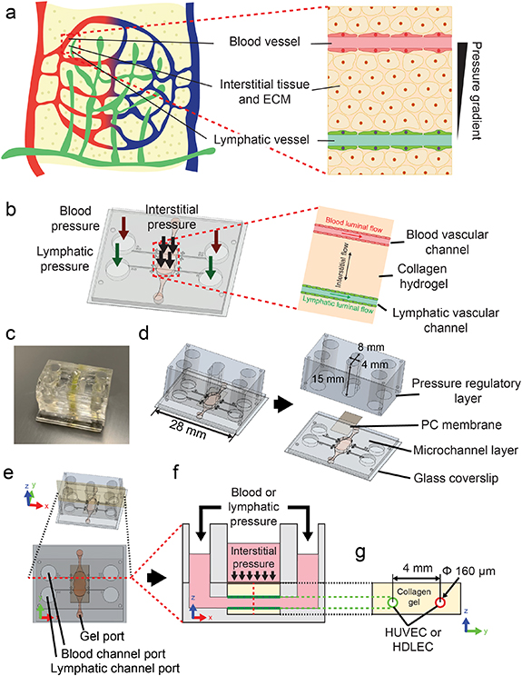 Multilayer microfluidic platform for the study of luminal, transmural ...