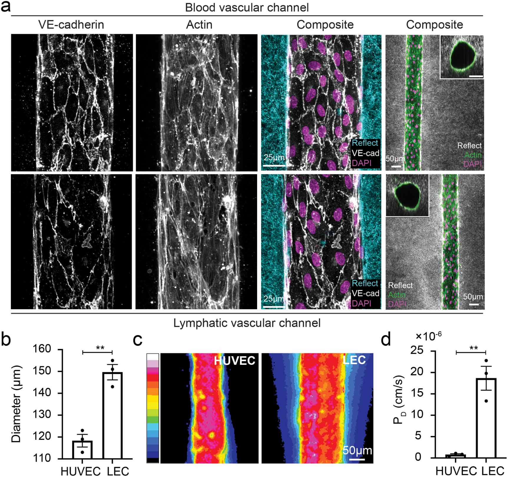 Multilayer microfluidic platform for the study of luminal, transmural ...