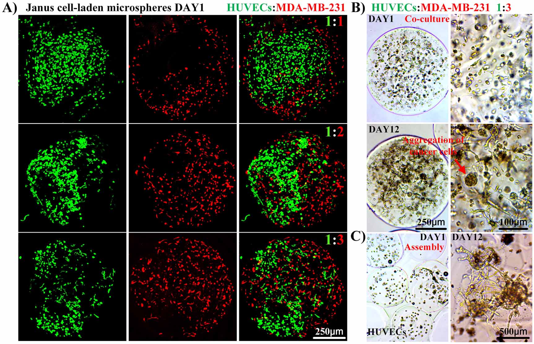 User-friendly microfluidic manufacturing of hydrogel microspheres with ...