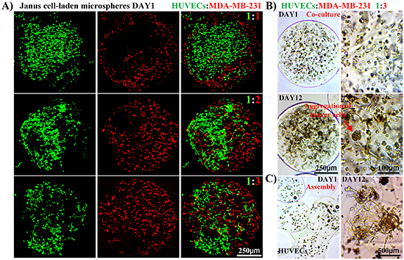 User-friendly microfluidic manufacturing of hydrogel microspheres with ...