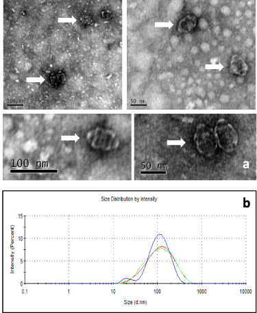 All-in-one biofabrication and loading of recombinant vaults in human ...