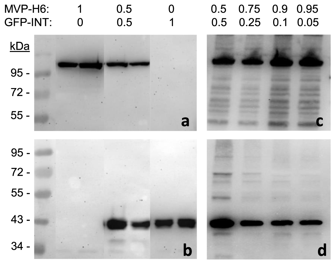 All-in-one biofabrication and loading of recombinant vaults in human ...