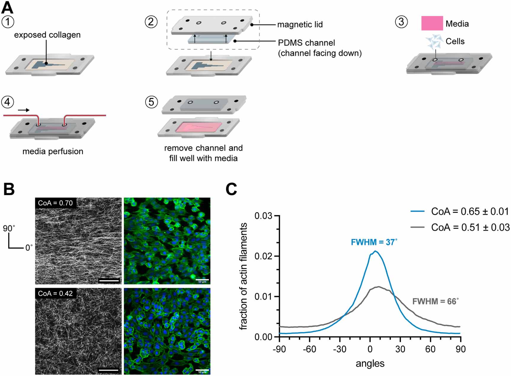 Local extensional flows promote long-range fiber alignment in 3D ...