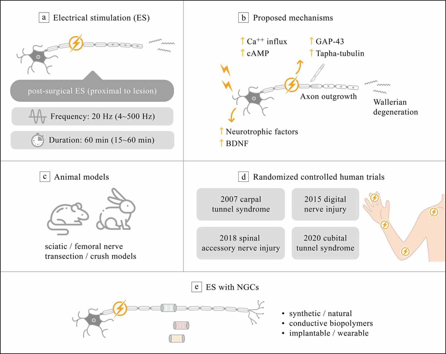Electroceuticals for peripheral nerve regeneration - IOPscience