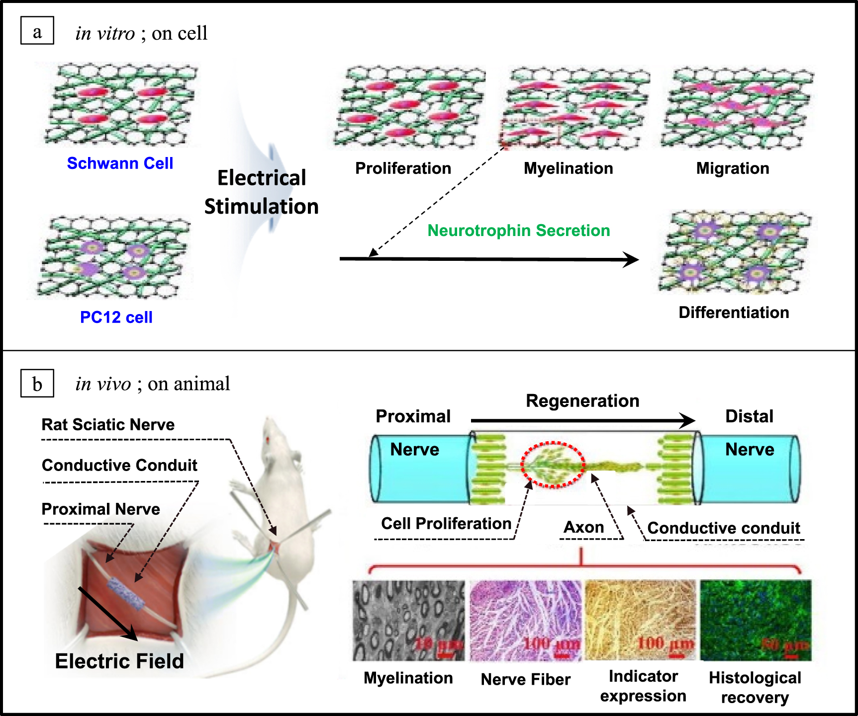 Electroceuticals for peripheral nerve regeneration - IOPscience