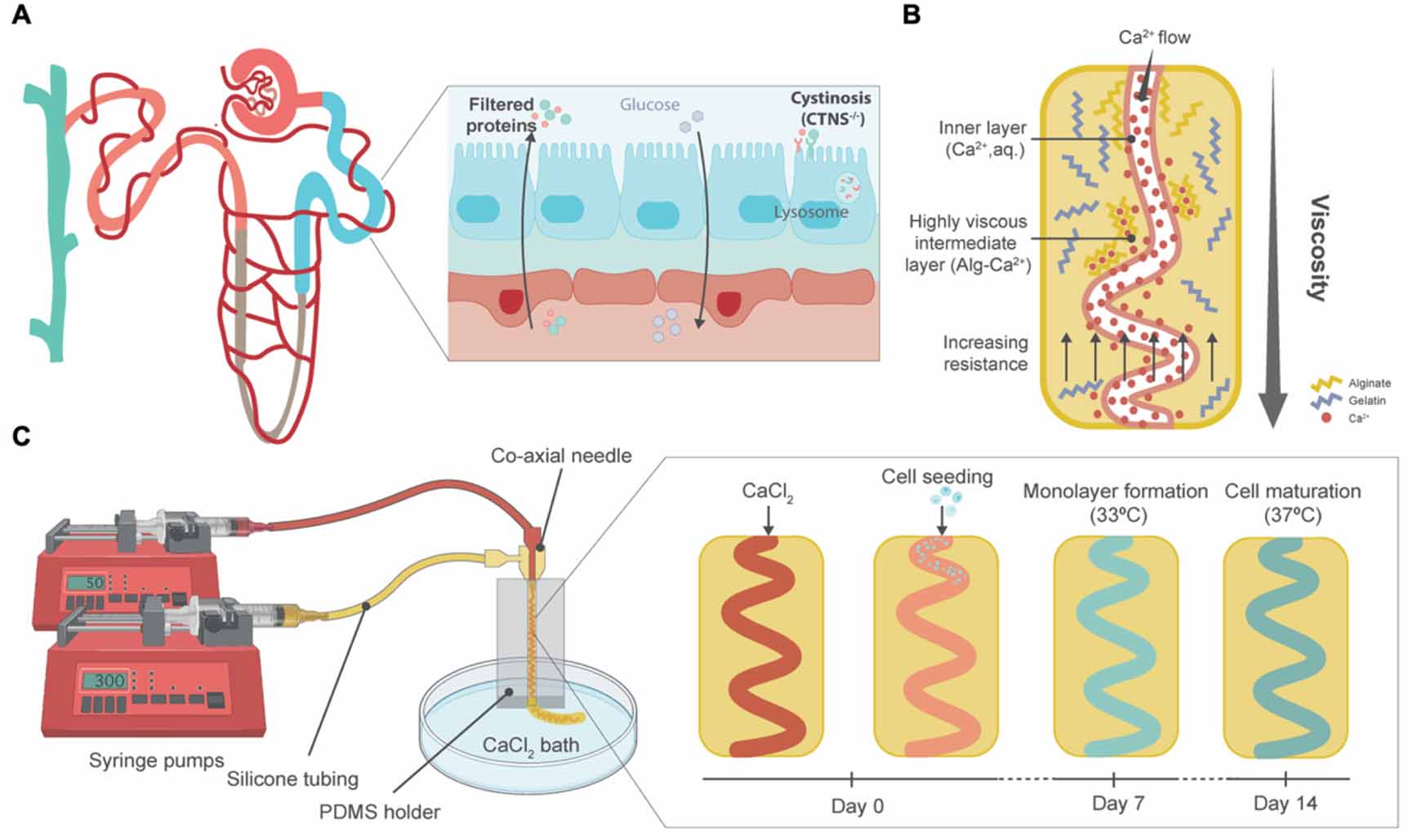 Co-axial printing of convoluted proximal tubule for kidney disease ...