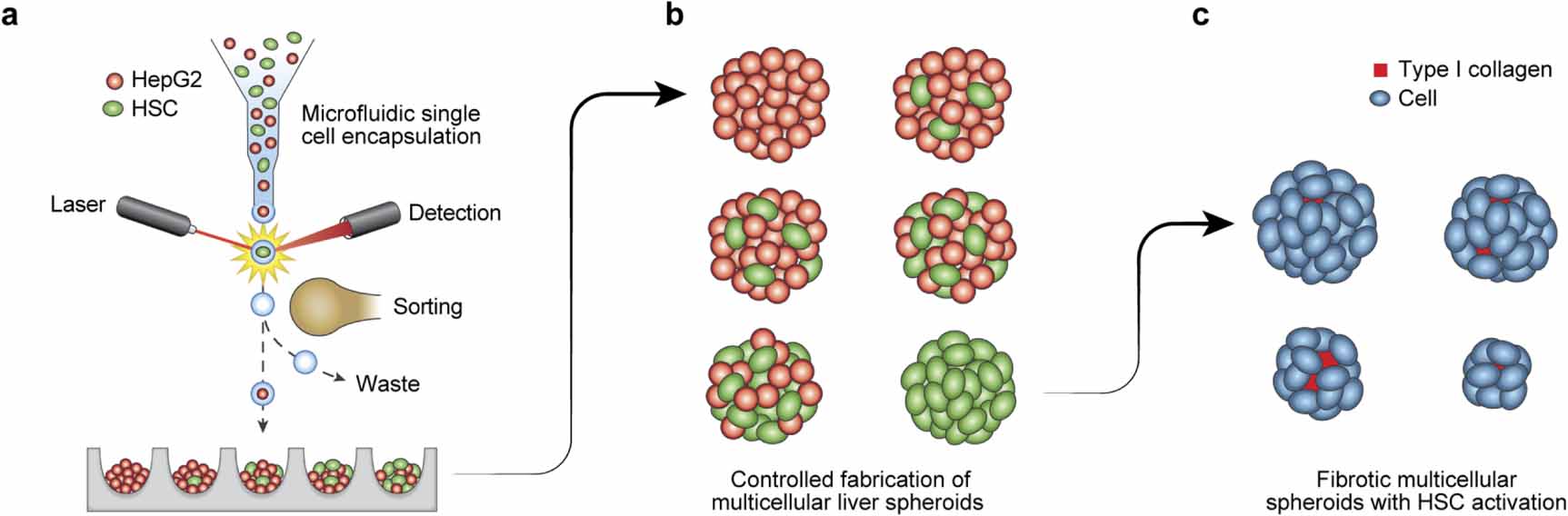 Controlled fabrication of functional liver spheroids with microfluidic ...