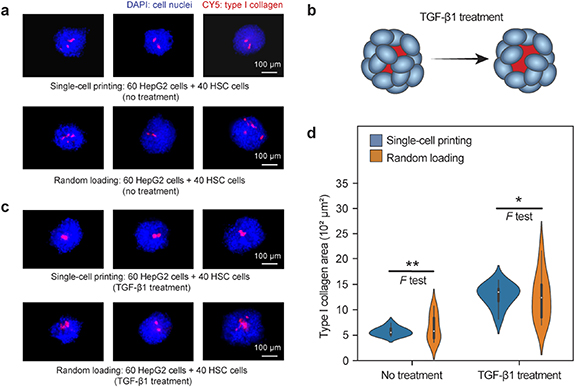 Controlled fabrication of functional liver spheroids with microfluidic ...