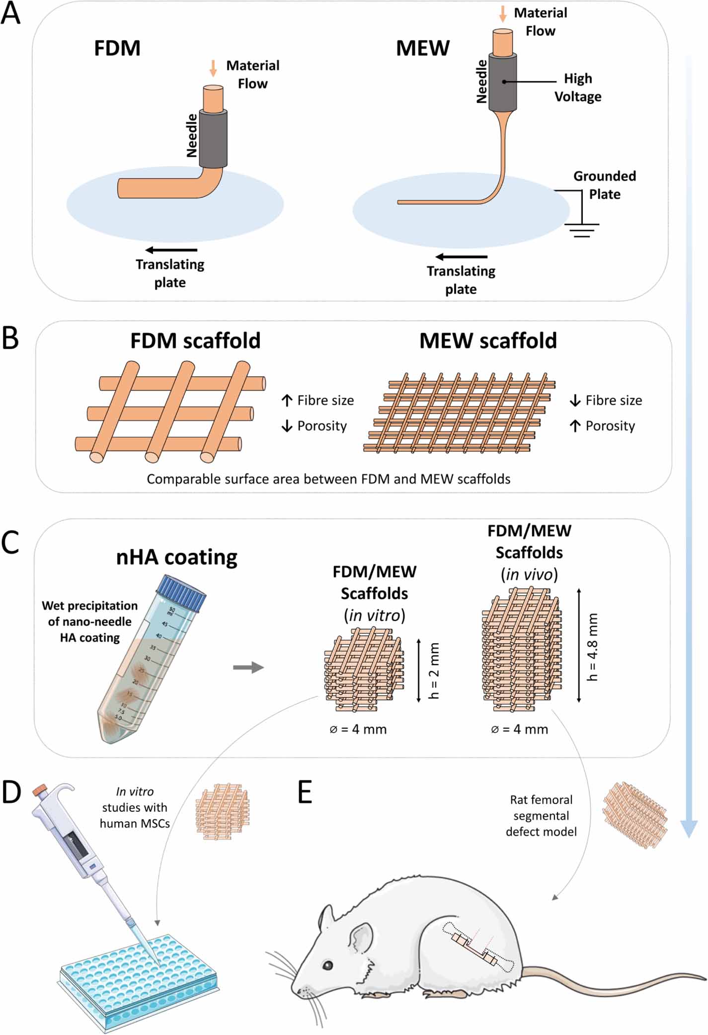 Scaffold microarchitecture regulates angiogenesis and the regeneration ...
