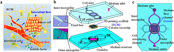 Engineering a dynamic three-dimensional cell culturing microenvironment ...