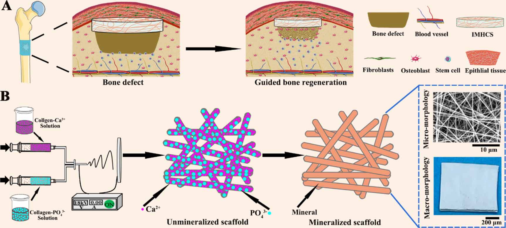 In-situ mineralized homogeneous collagen-based scaffolds for potential ...