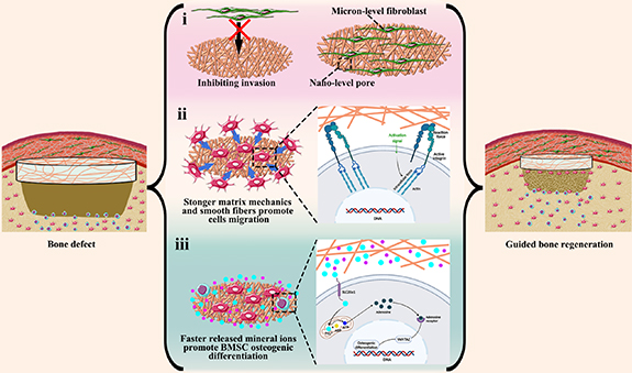 In-situ mineralized homogeneous collagen-based scaffolds for potential ...