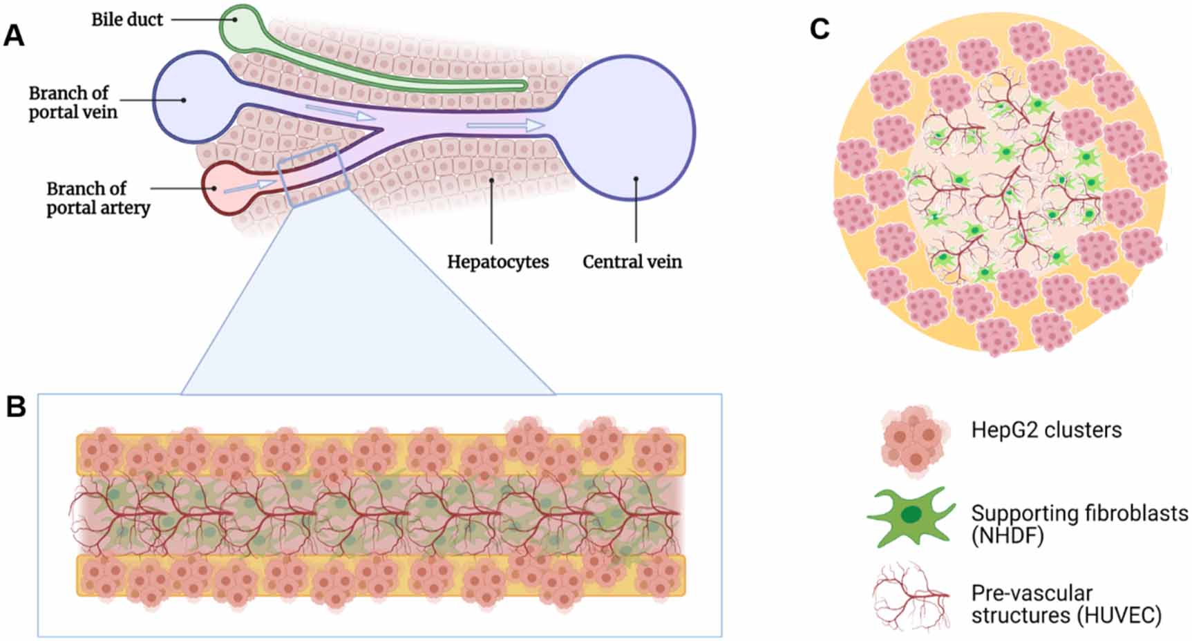 Core–shell bioprinting of vascularized in vitro liver sinusoid models ...