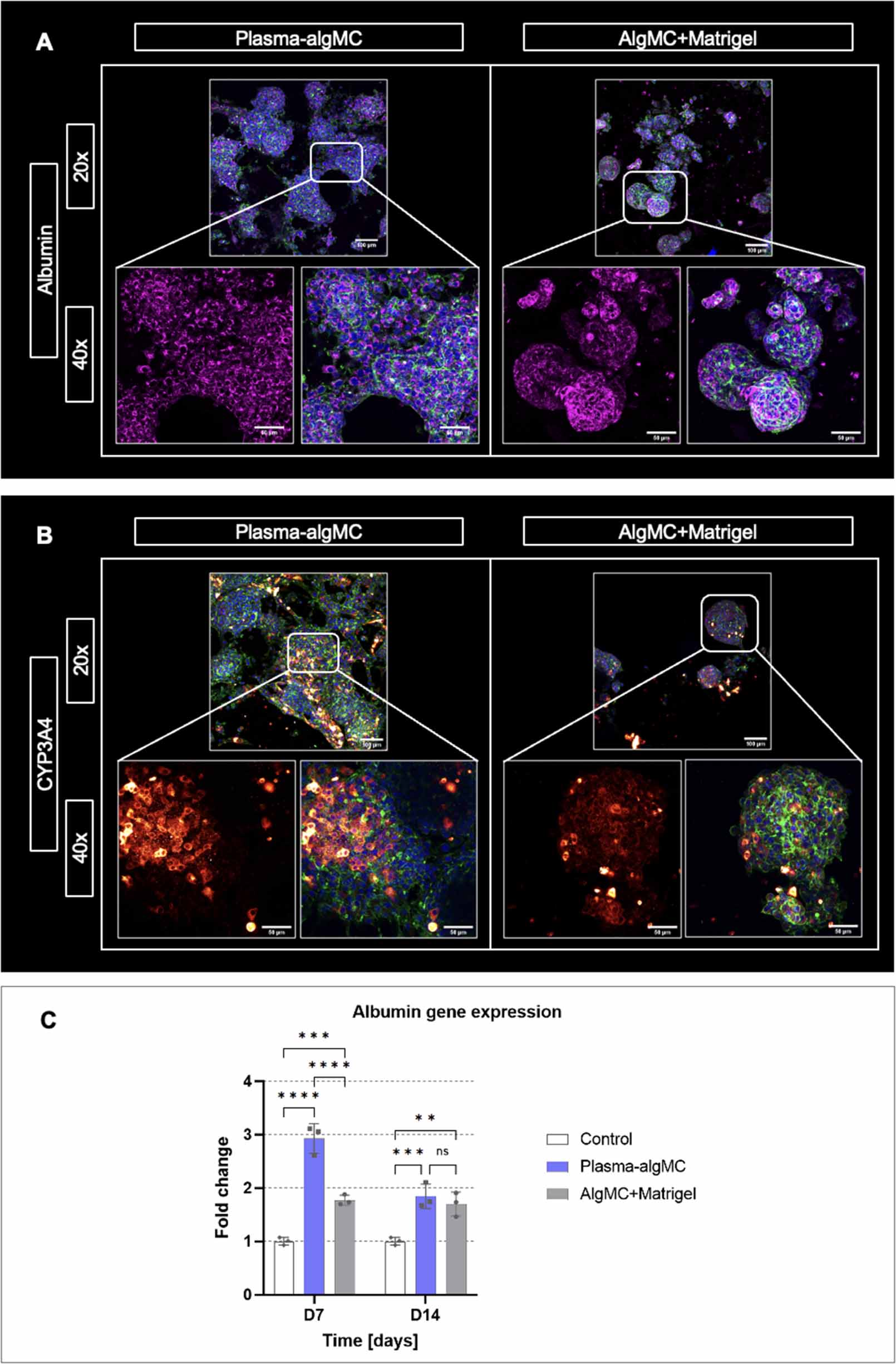 Core–shell bioprinting of vascularized in vitro liver sinusoid models ...