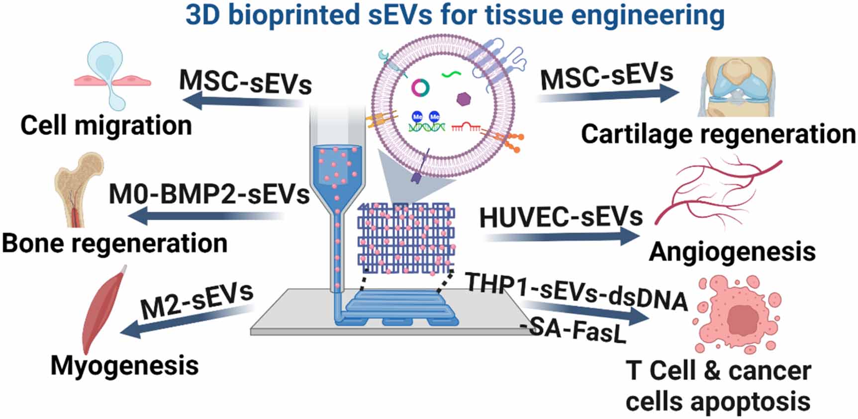 3D bioprinted extracellular vesicles for tissue engineering—a perspective - IOPscience
