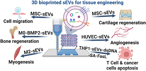 3D bioprinted extracellular vesicles for tissue engineering—a ...