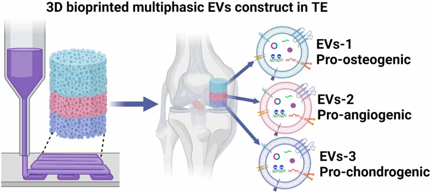 3D bioprinted extracellular vesicles for tissue engineering—a ...