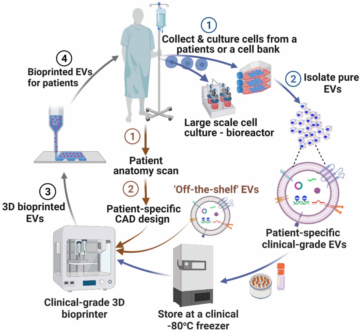 3D bioprinted extracellular vesicles for tissue engineering—a ...