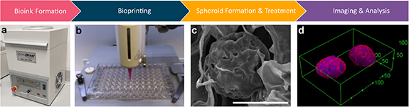 A rapid high throughput bioprinted colorectal cancer spheroid platform ...