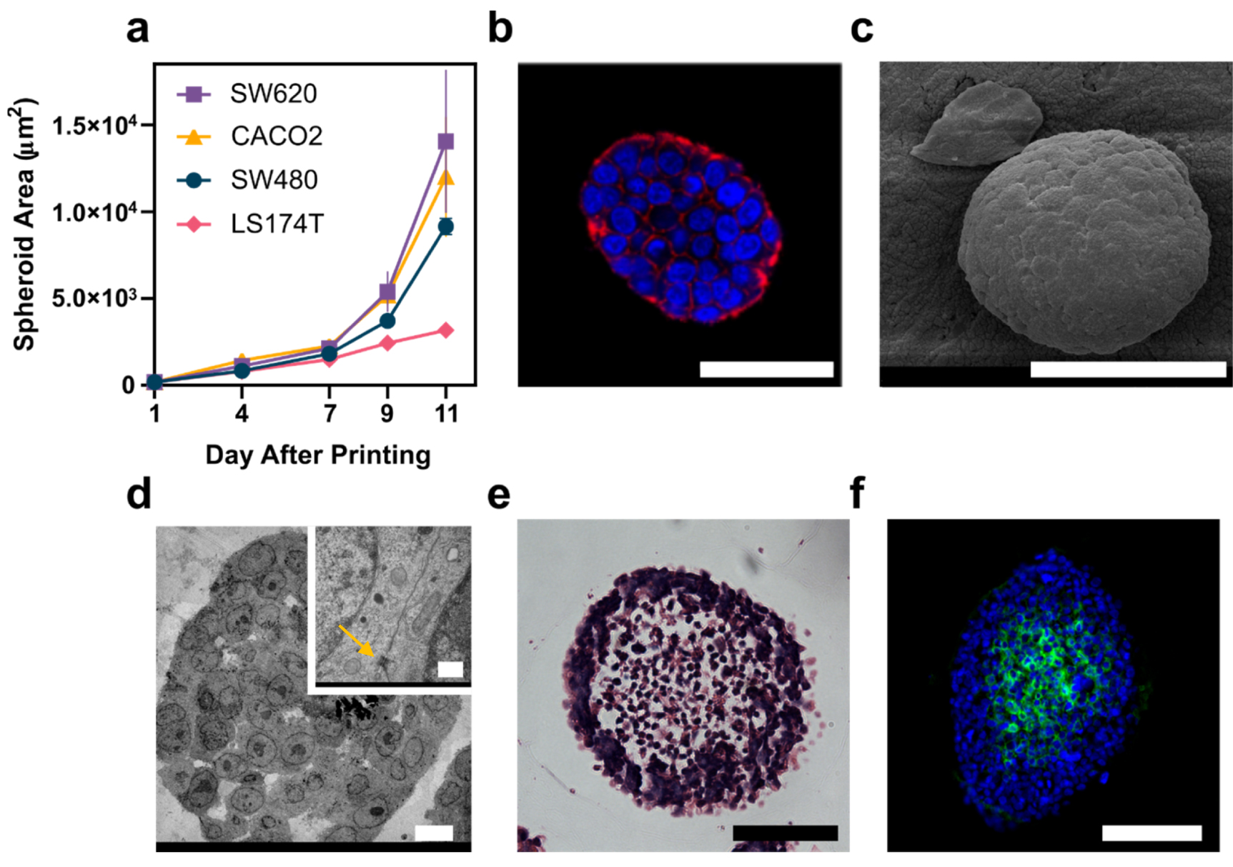 A rapid high throughput bioprinted colorectal cancer spheroid platform ...