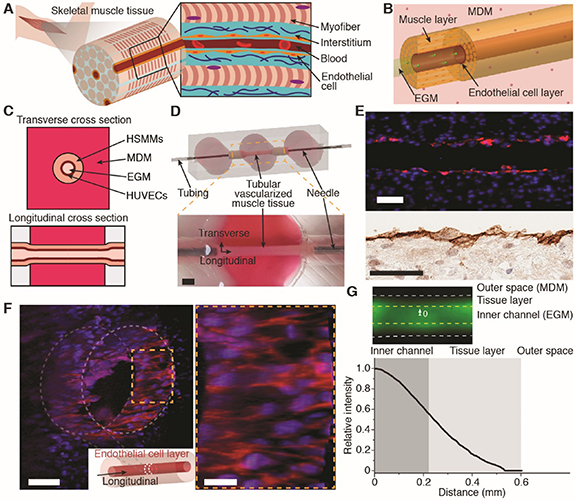 Multiscale engineered human skeletal muscles with perfusable ...