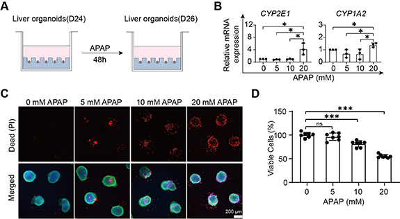Development of a high-throughput micropatterned agarose scaffold for ...