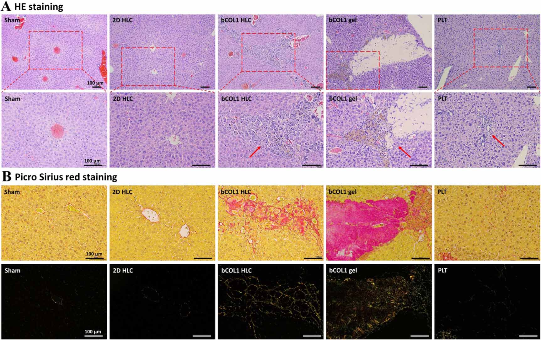 Efficient hepatic differentiation of hydrogel microsphere-encapsulated ...