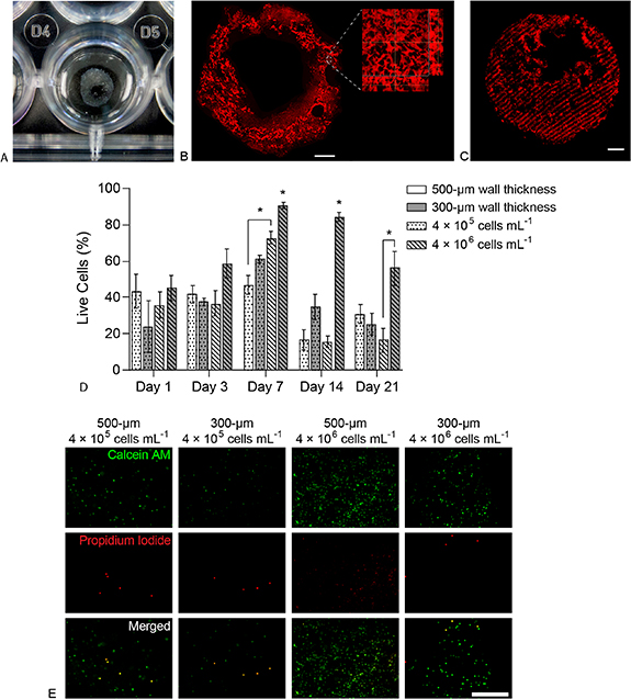 3D-bioprinted, phototunable hydrogel models for studying adventitial ...