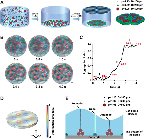 Size- and density-dependent acoustic differential bioassembly of ...