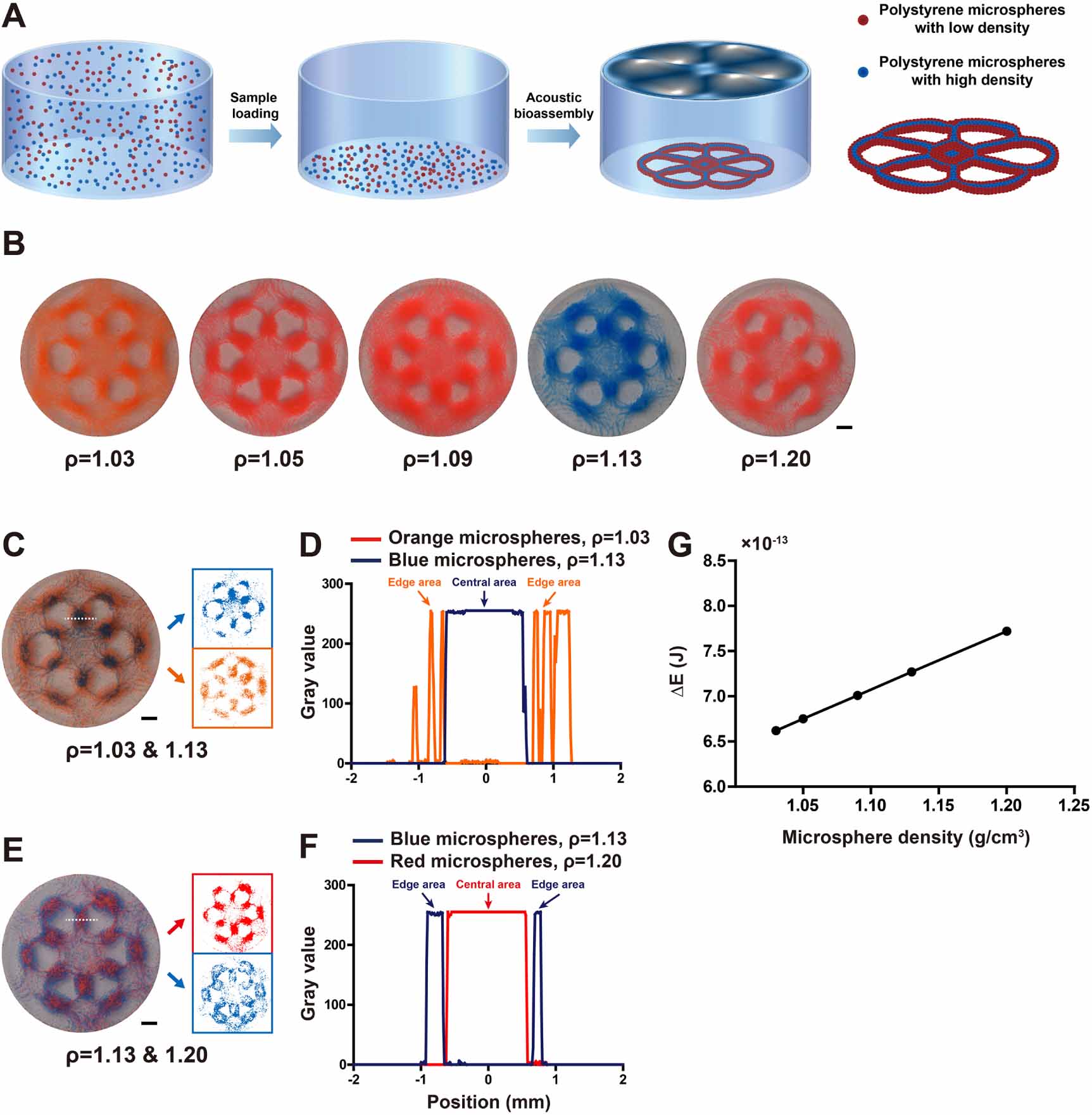Size- and density-dependent acoustic differential bioassembly of ...