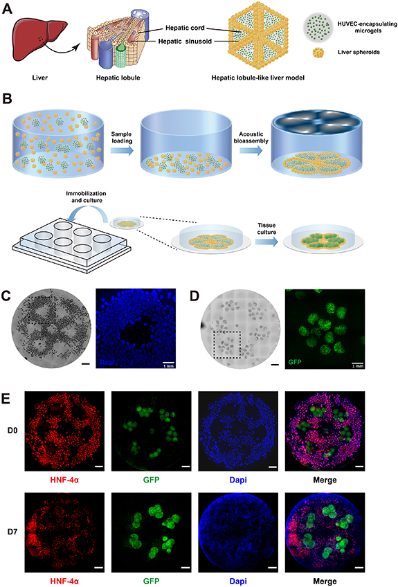 Size- and density-dependent acoustic differential bioassembly of ...