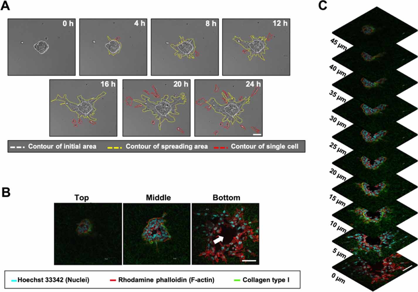 The interface stiffness and topographic feature dictate interfacial ...