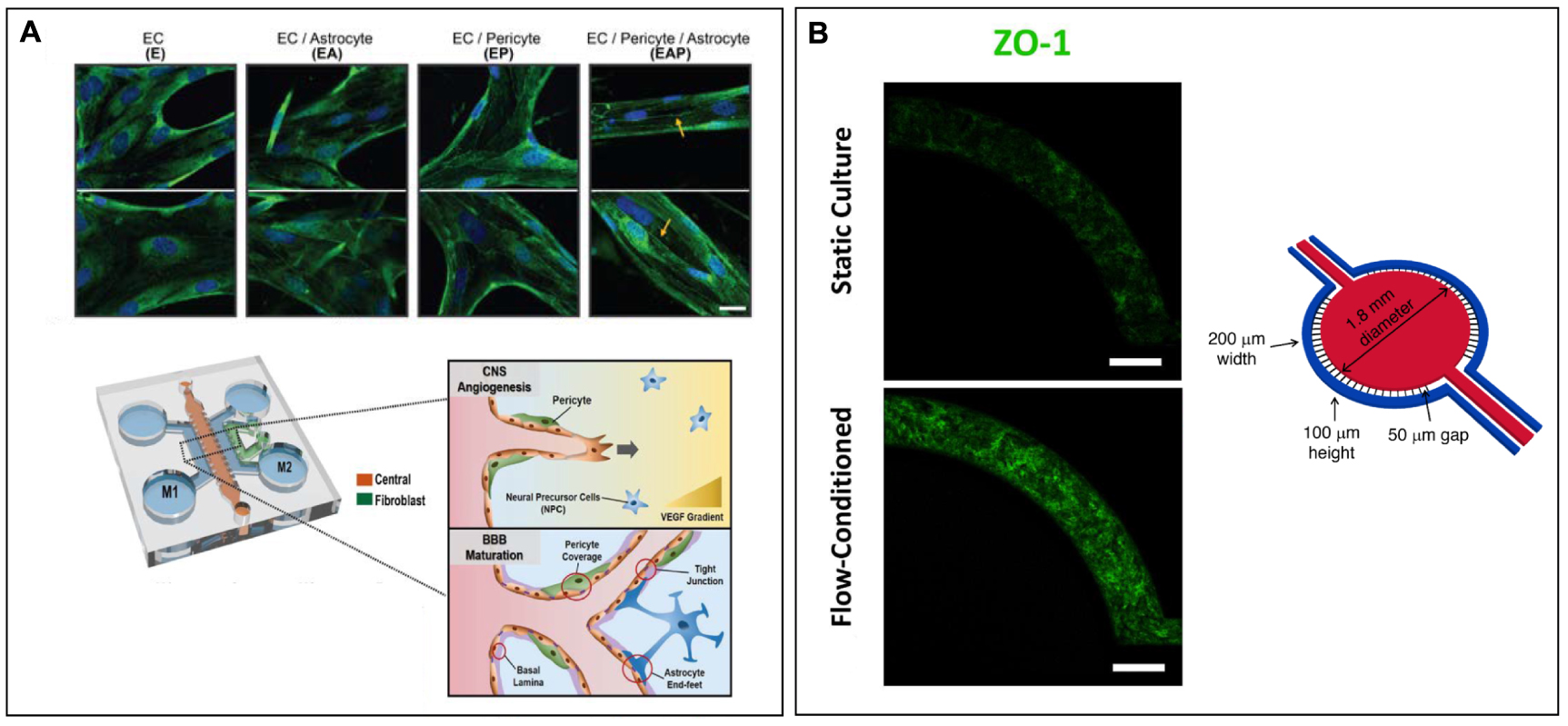 Advancements in modelling human blood brain-barrier on a chip - IOPscience
