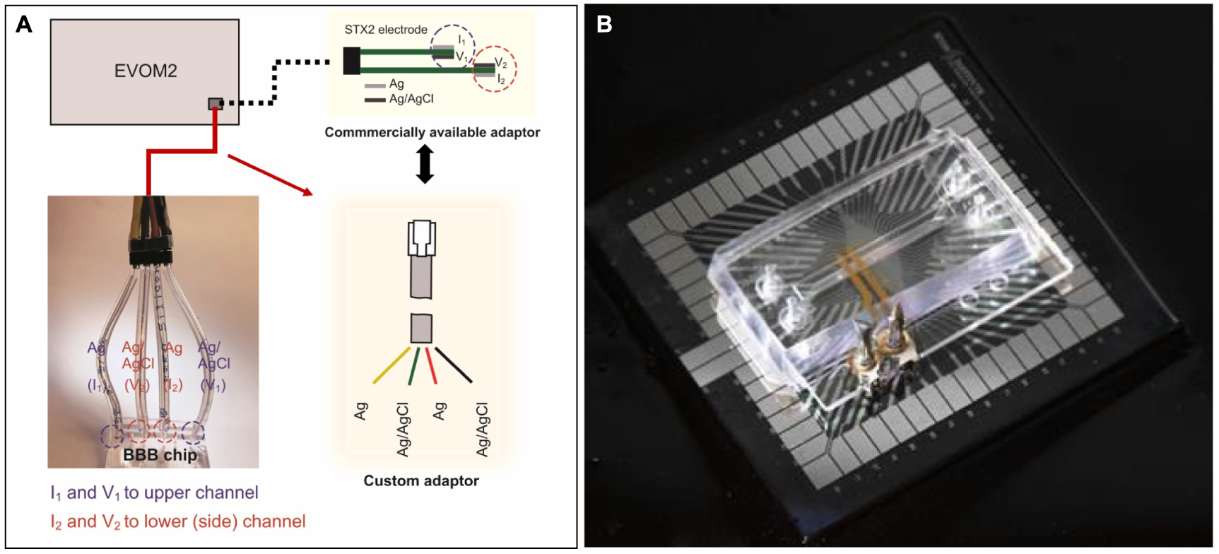 Advancements in modelling human blood brain-barrier on a chip - IOPscience
