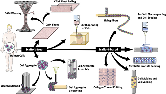 Current biofabrication methods for vascular tissue engineering and an ...