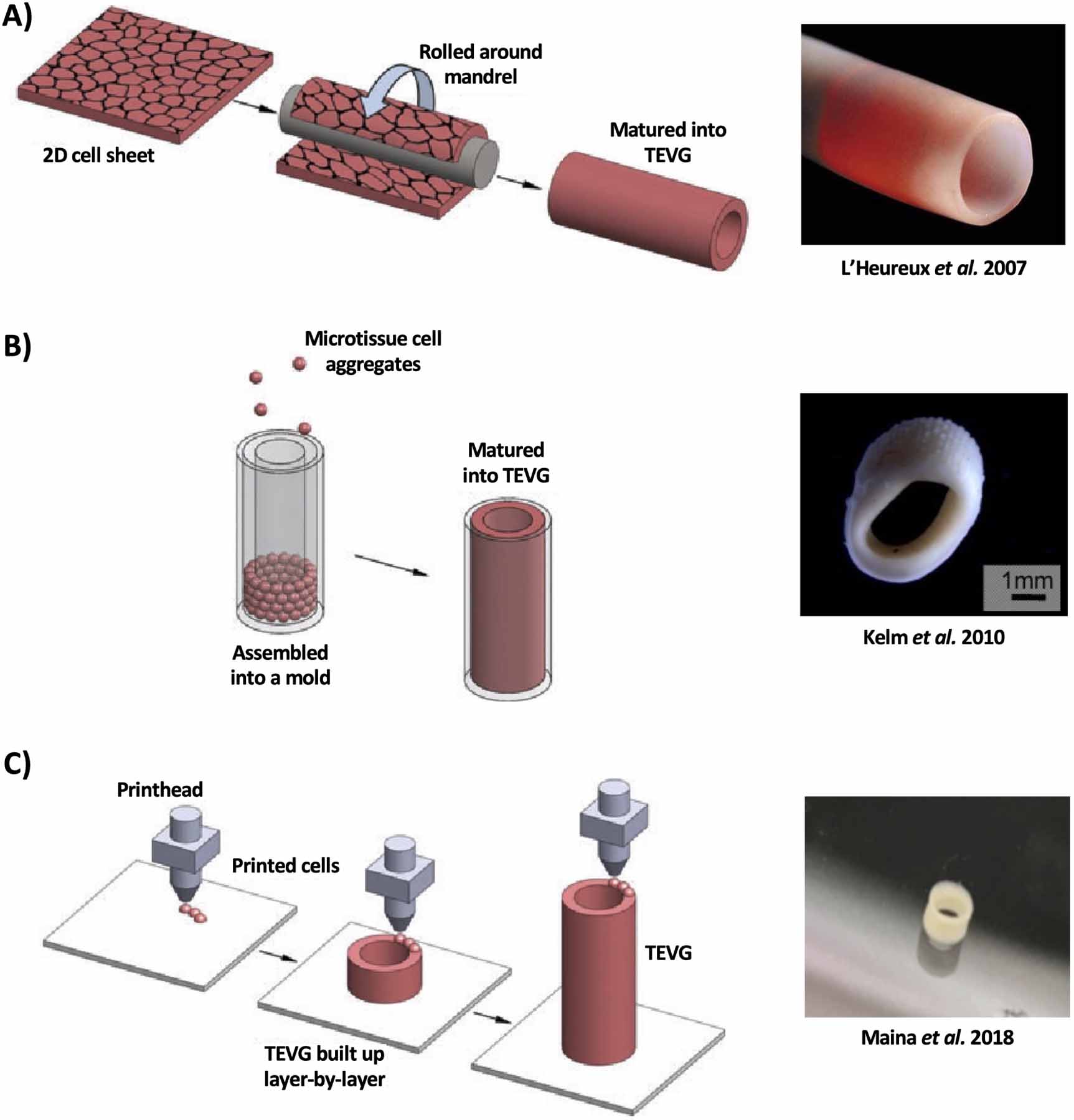 Current biofabrication methods for vascular tissue engineering and an ...