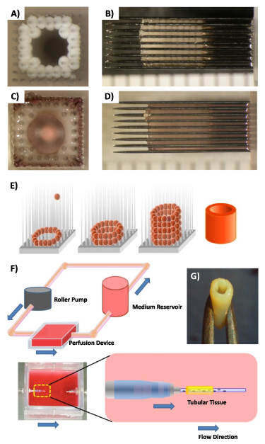 Current biofabrication methods for vascular tissue engineering and an ...