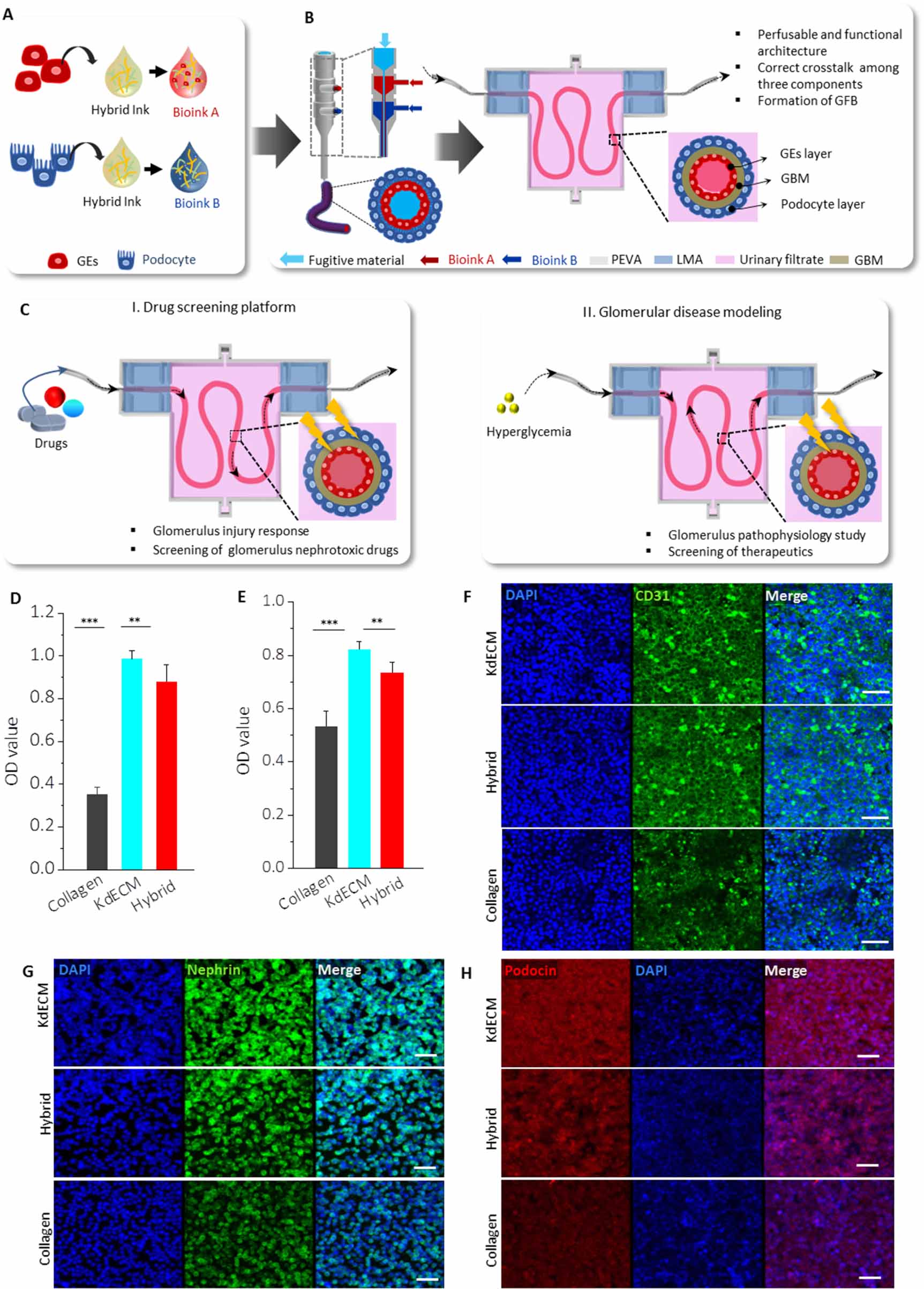 Coaxial cell printing of a human glomerular model: an in vitro ...