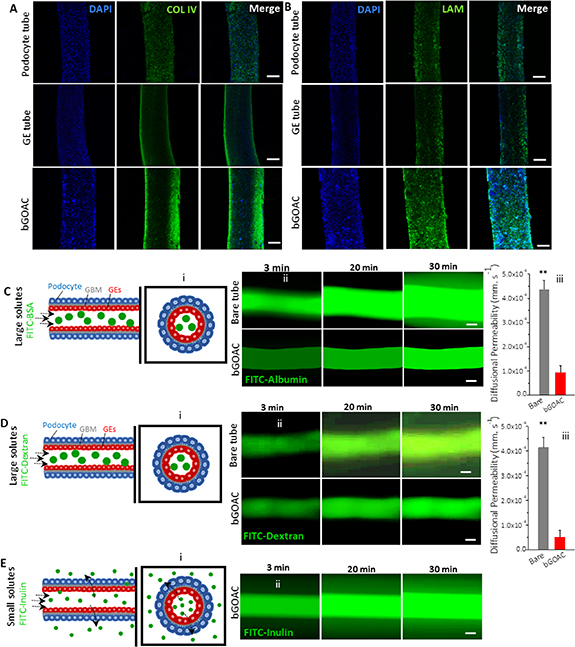 Coaxial cell printing of a human glomerular model: an in vitro ...