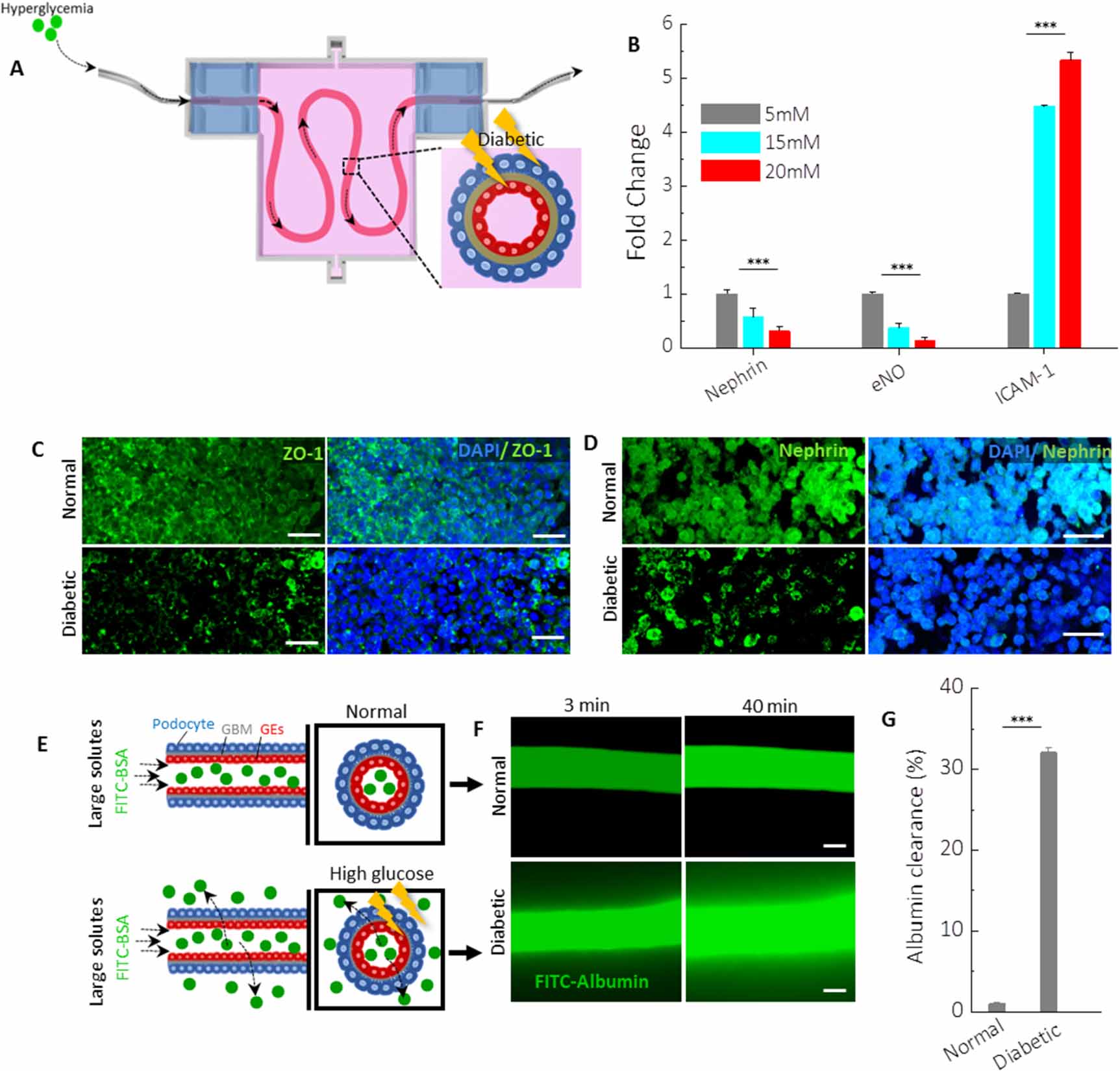 Coaxial cell printing of a human glomerular model: an in vitro ...