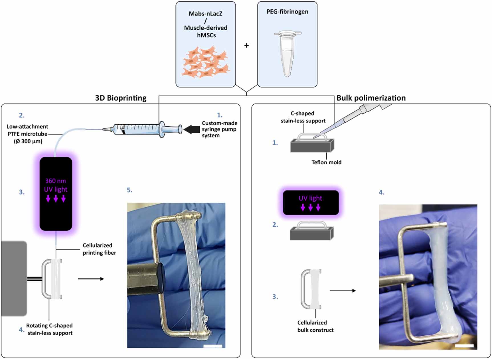 A novel extrusion-based 3D bioprinting system for skeletal muscle ...