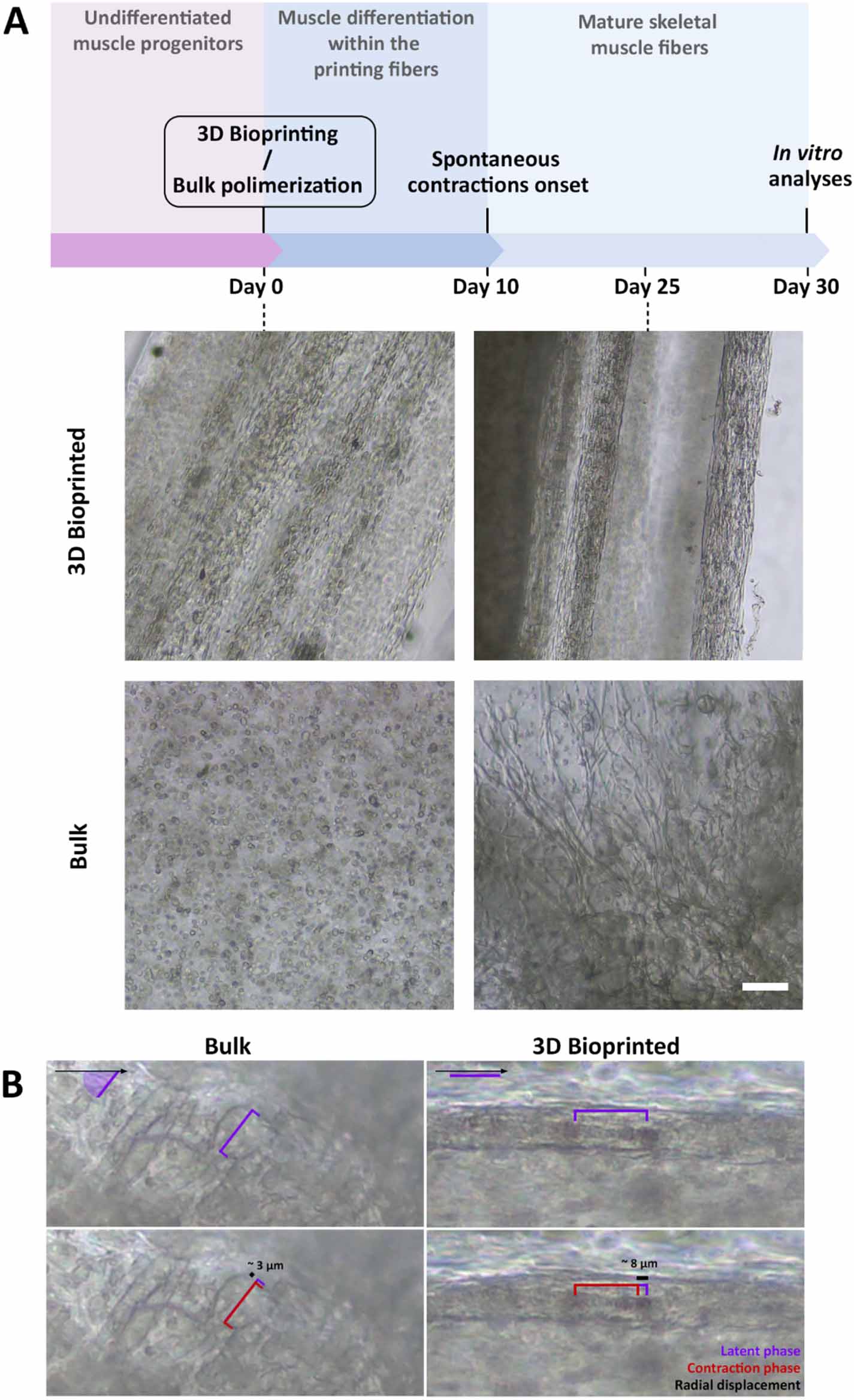 A novel extrusion-based 3D bioprinting system for skeletal muscle ...