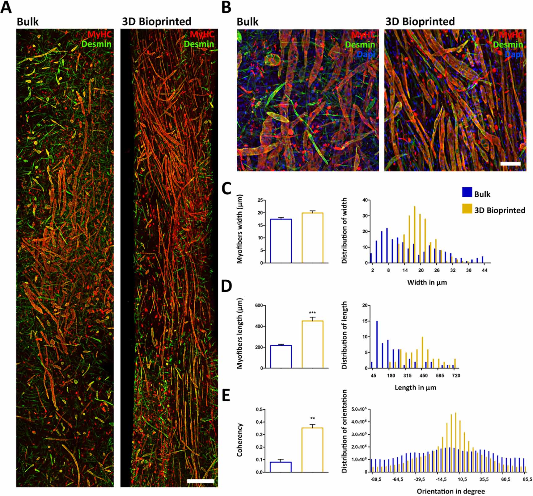 A novel extrusion-based 3D bioprinting system for skeletal muscle ...
