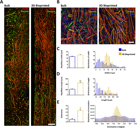A novel extrusion-based 3D bioprinting system for skeletal muscle ...