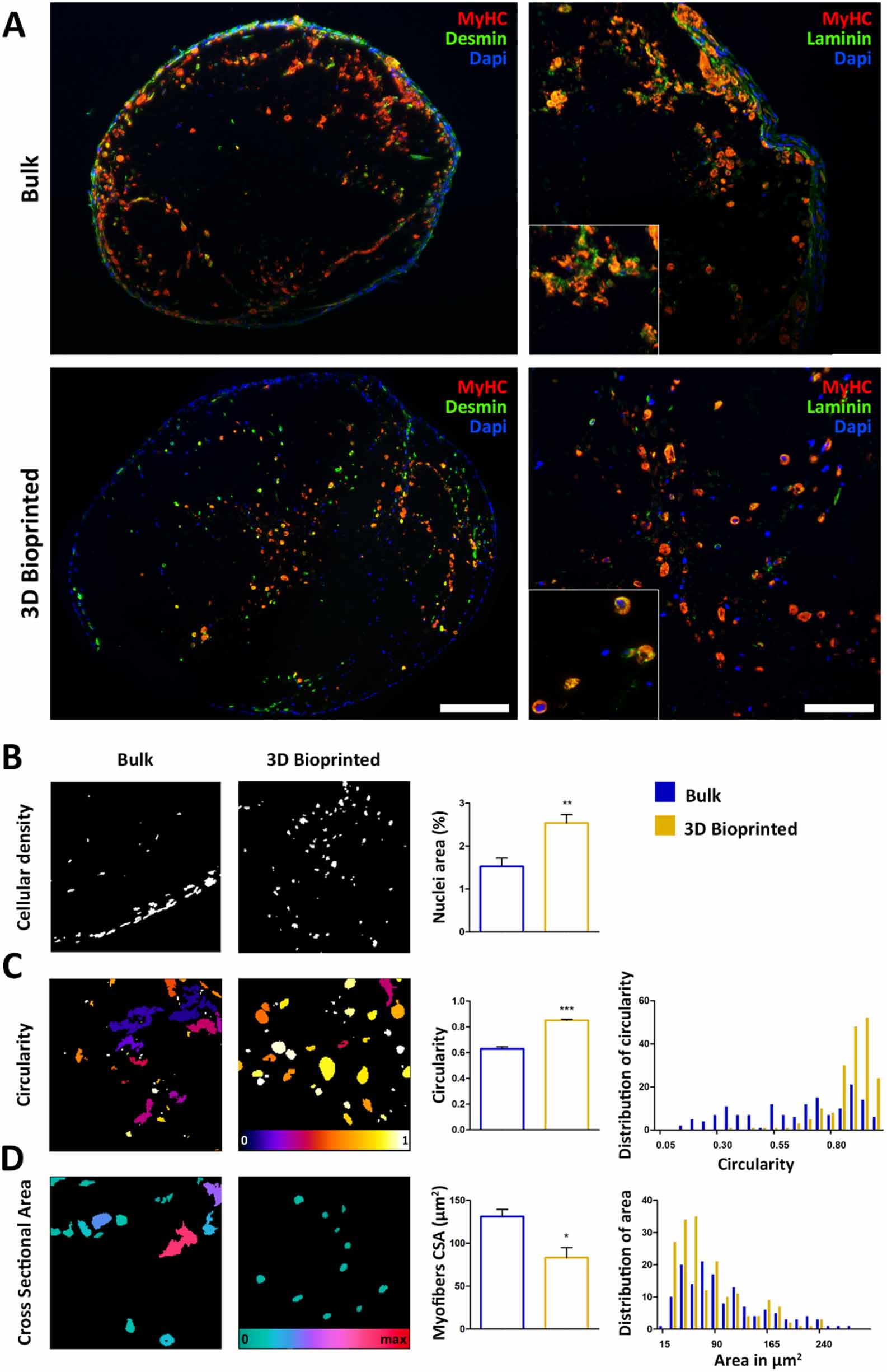 A novel extrusion-based 3D bioprinting system for skeletal muscle ...
