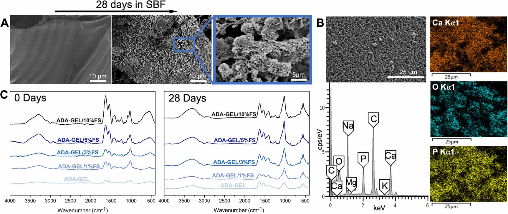 Fish scale containing alginate dialdehyde-gelatin bioink for bone ...