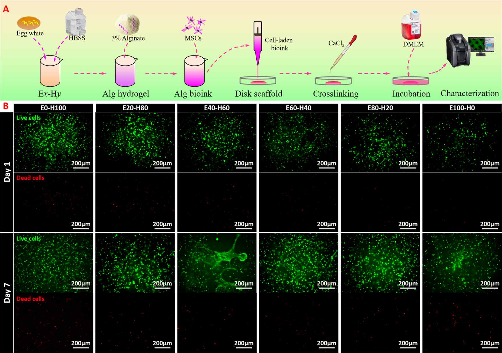 Egg white improves the biological properties of an alginate ...
