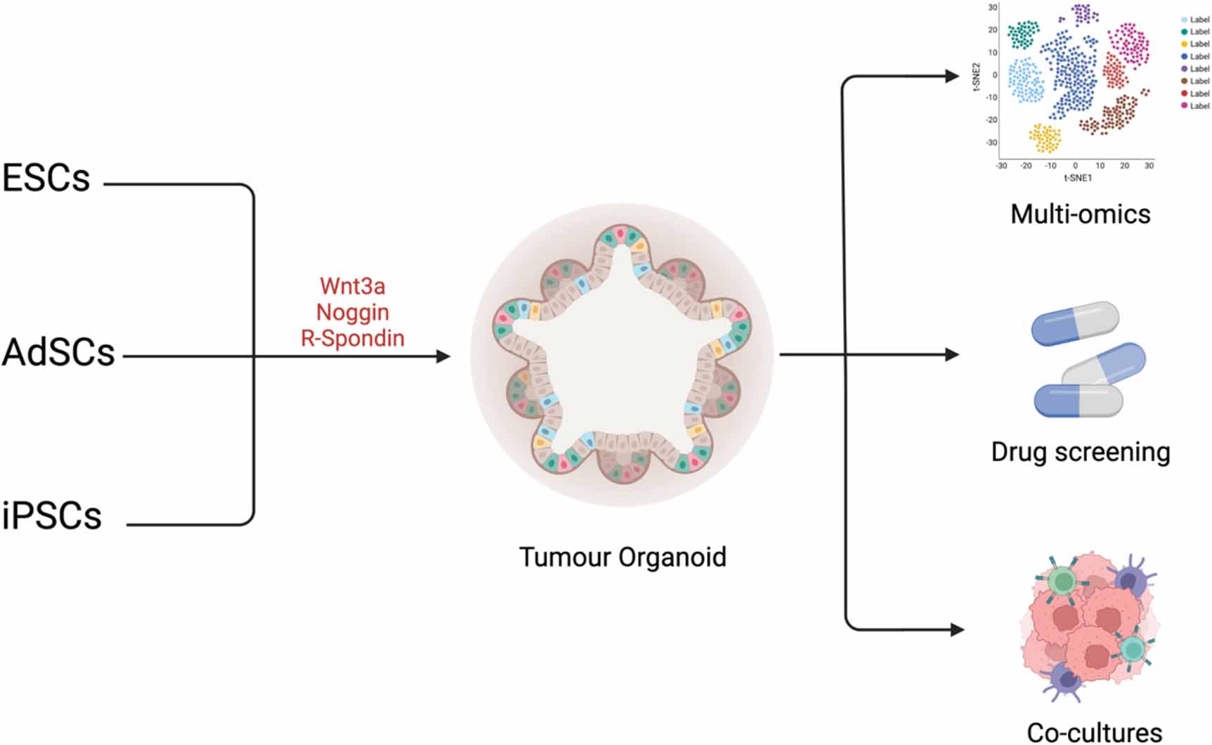 Microphysiological systems to study colorectal cancer: state-of-the-art ...