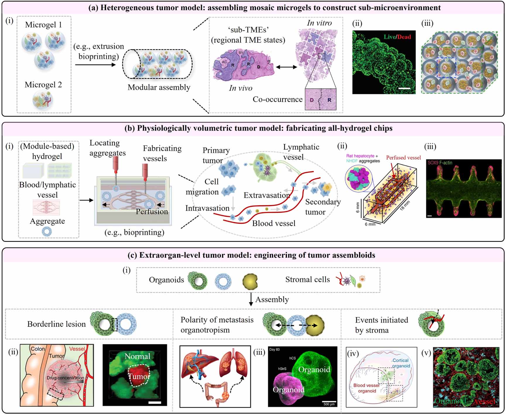 Reconstruction of tumor microenvironment via in vitro three-dimensional ...